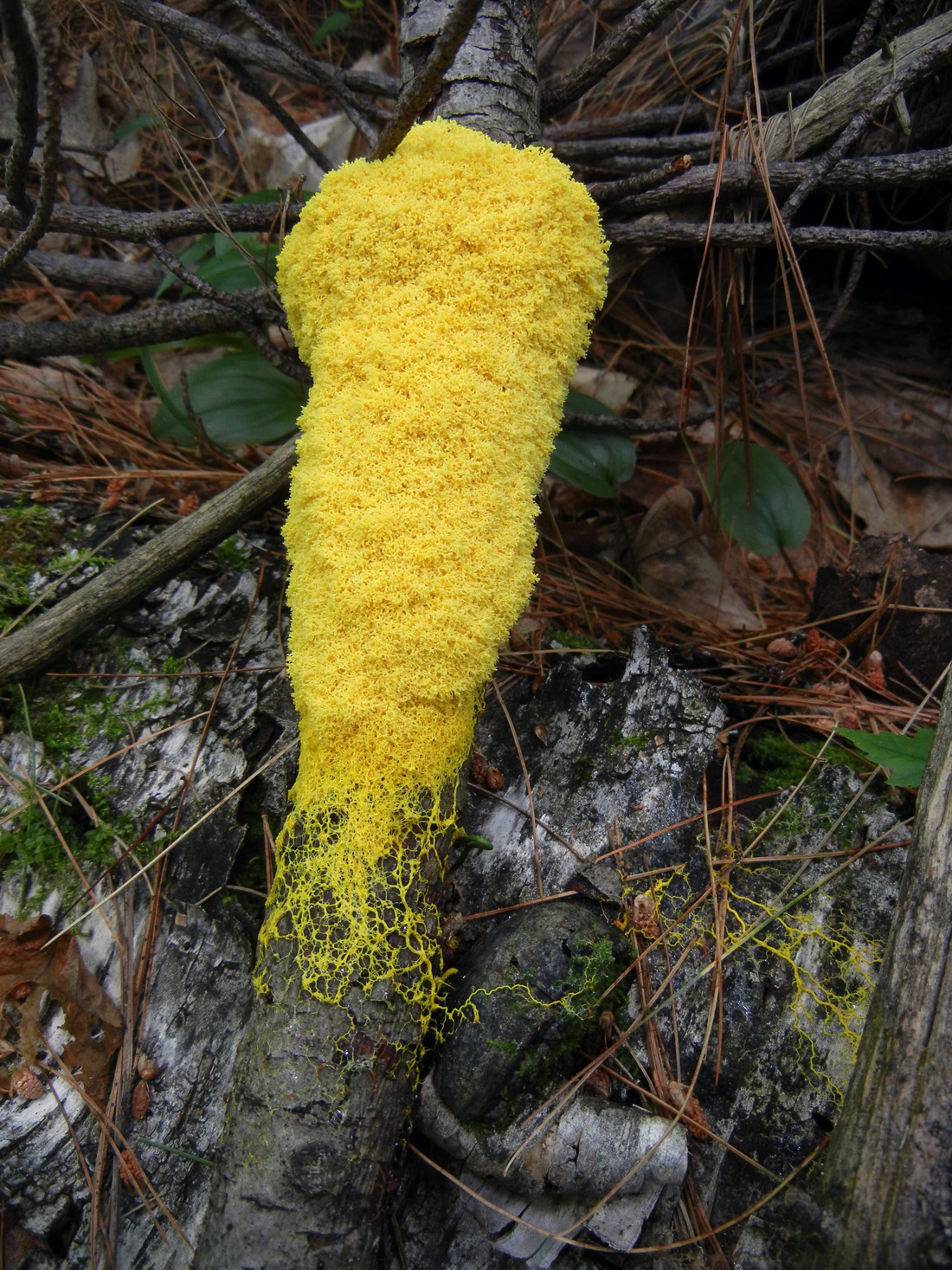 Weird and Wonderful Wild Mushrooms: When Is Fuligo septica Purple? Not ...