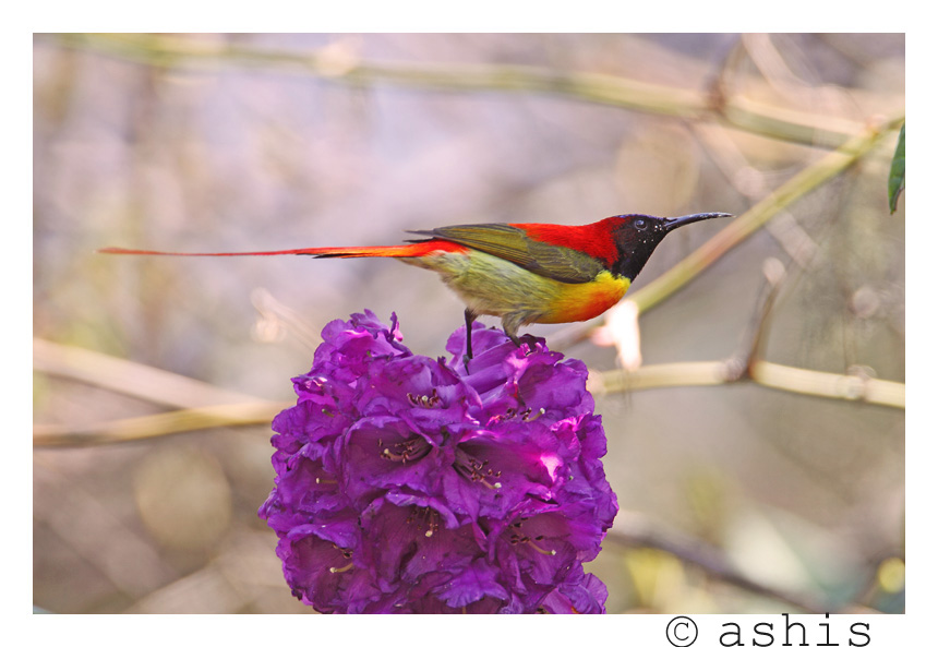 TRAVEL AND TRAVEL IN MINDS & TIMES: BIRDS OF PANGOLAKHA ( SIKKIM , INDIA )