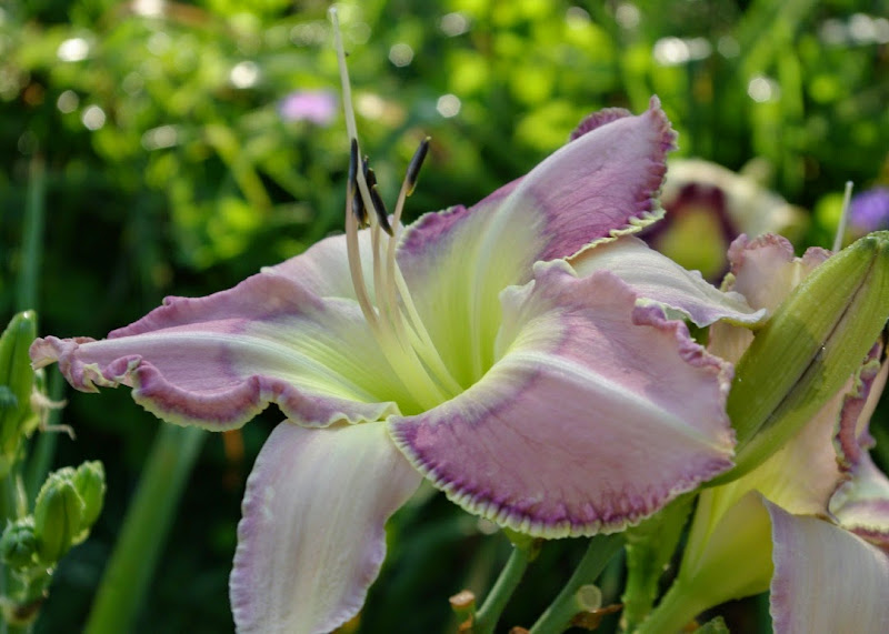 sweetbay: Blooming Friday ~ Patterns