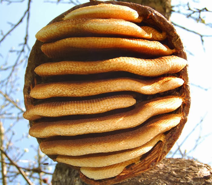 PČELARSKI ŽURNAL: PČELINJE GNEZDO: IZGRADNJA, IZOLACIJA I ZAGREVANJE