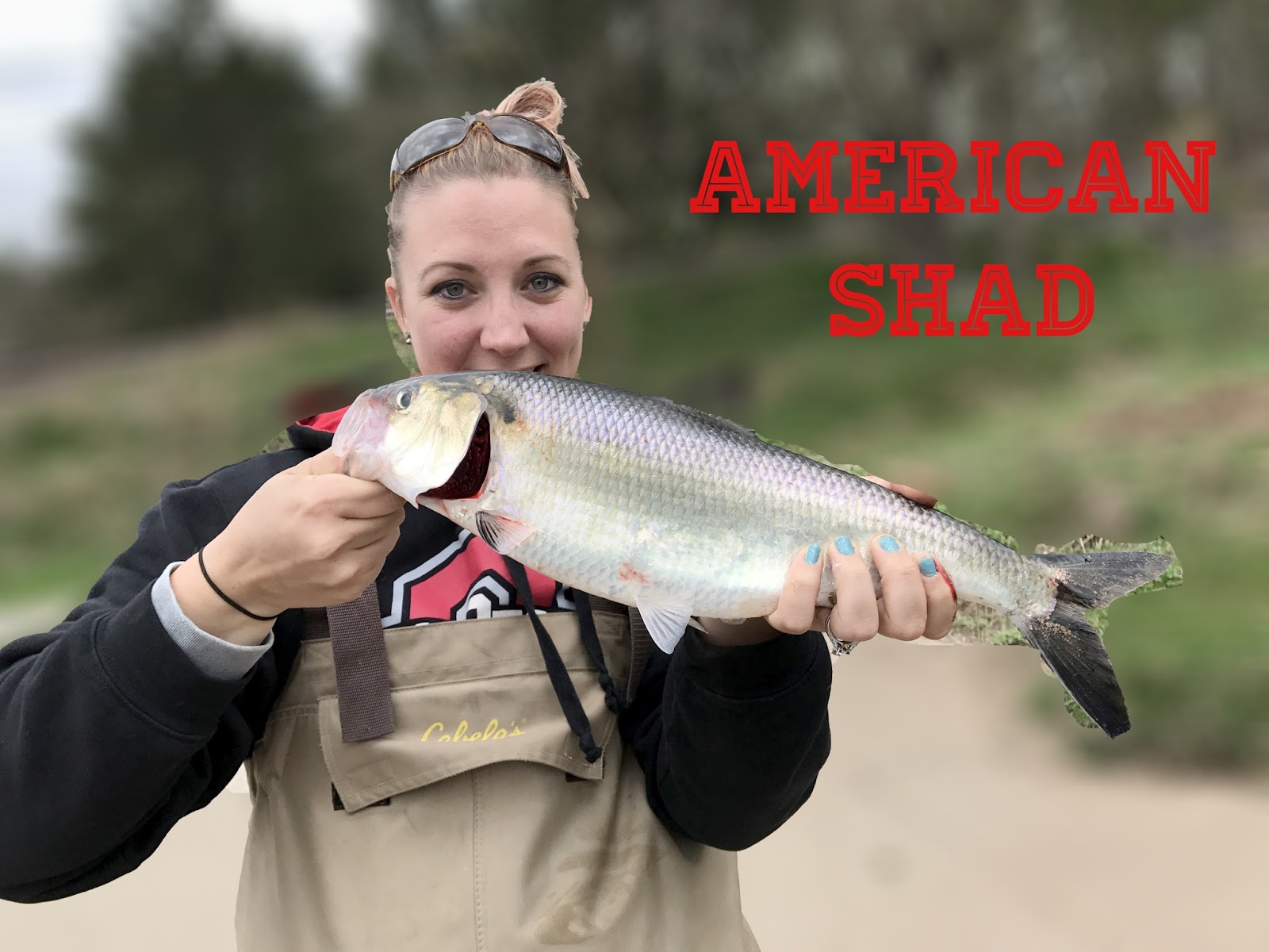 Deftik Angling: Shad Run 2017