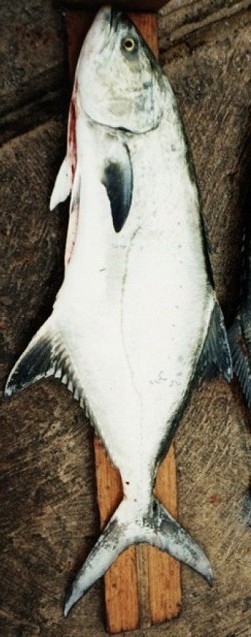 PESCA DAL PORTO: Spinning Alla Leccia Amia Da Terra