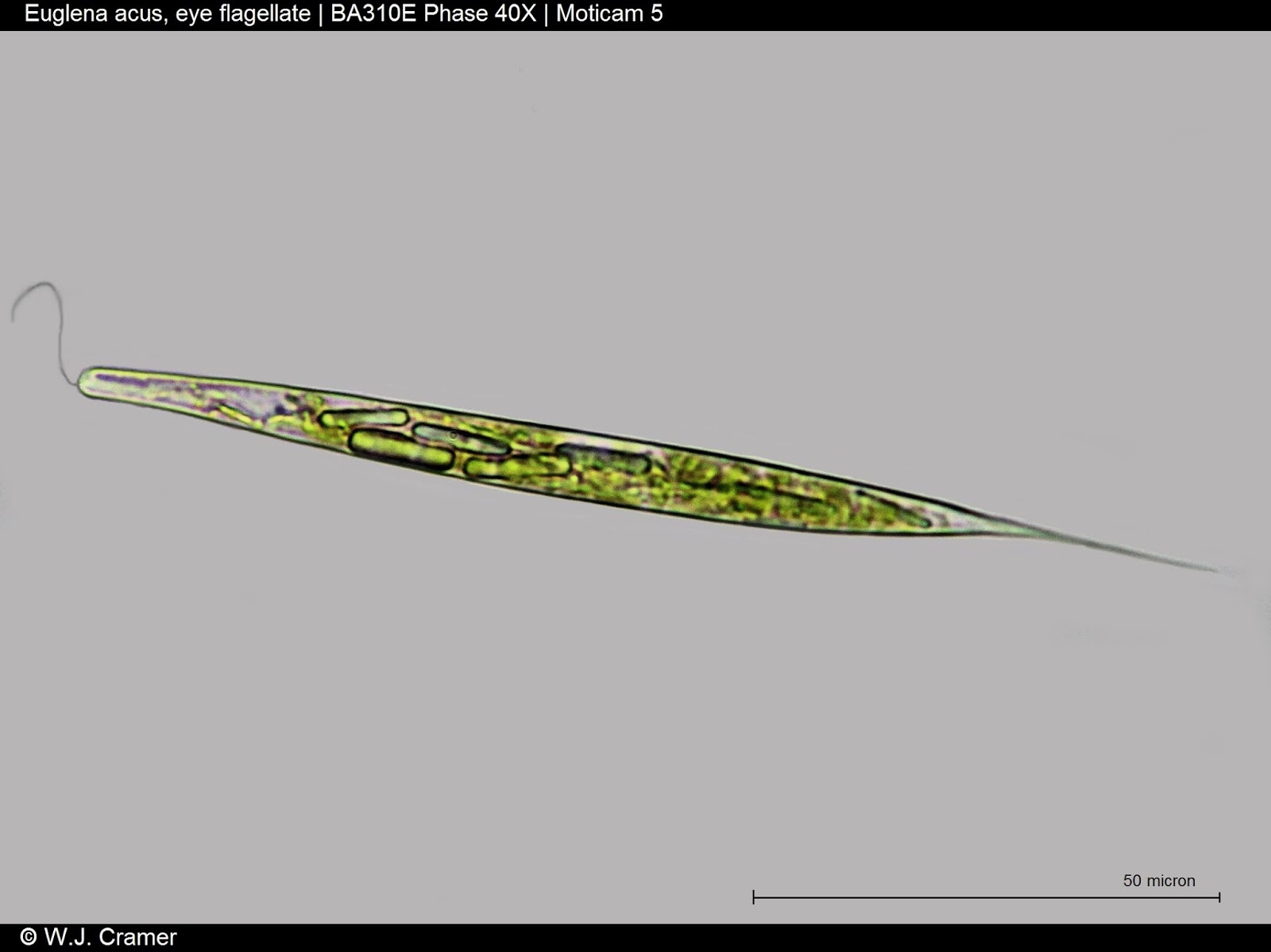 Euglena Under Microscope 40x