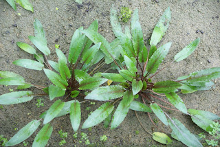Aquatic Farmer: Crypt. Wendtii "Green Gecko"