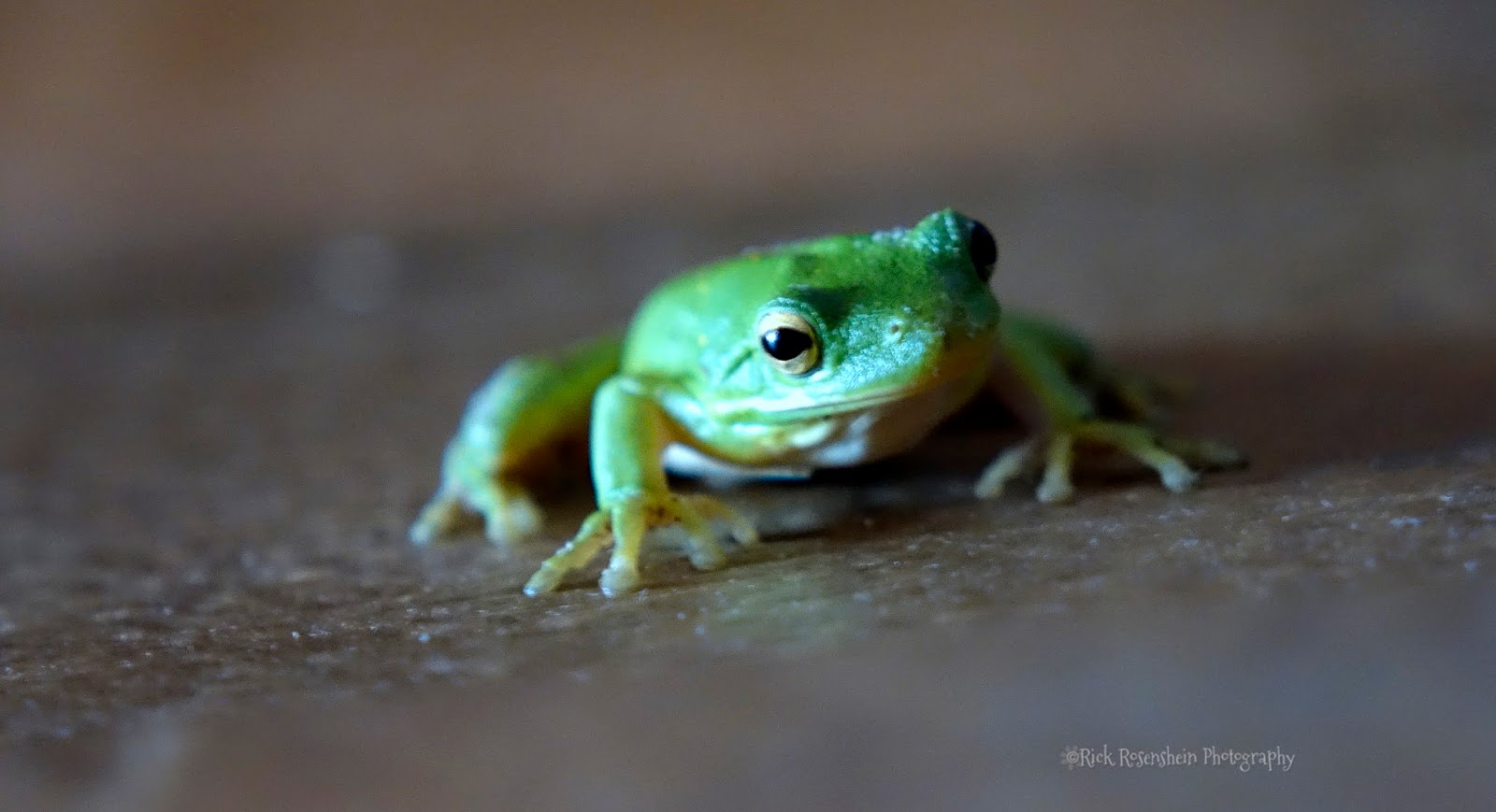 Life Through My Eyes: Yeah Baby!! It's Frog Photography Time!