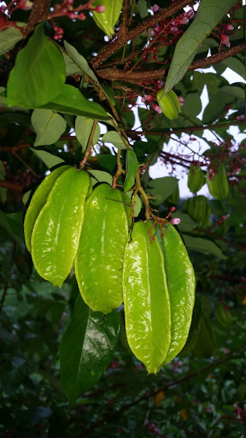Warisan Petani: Pokok belimbing Besi.