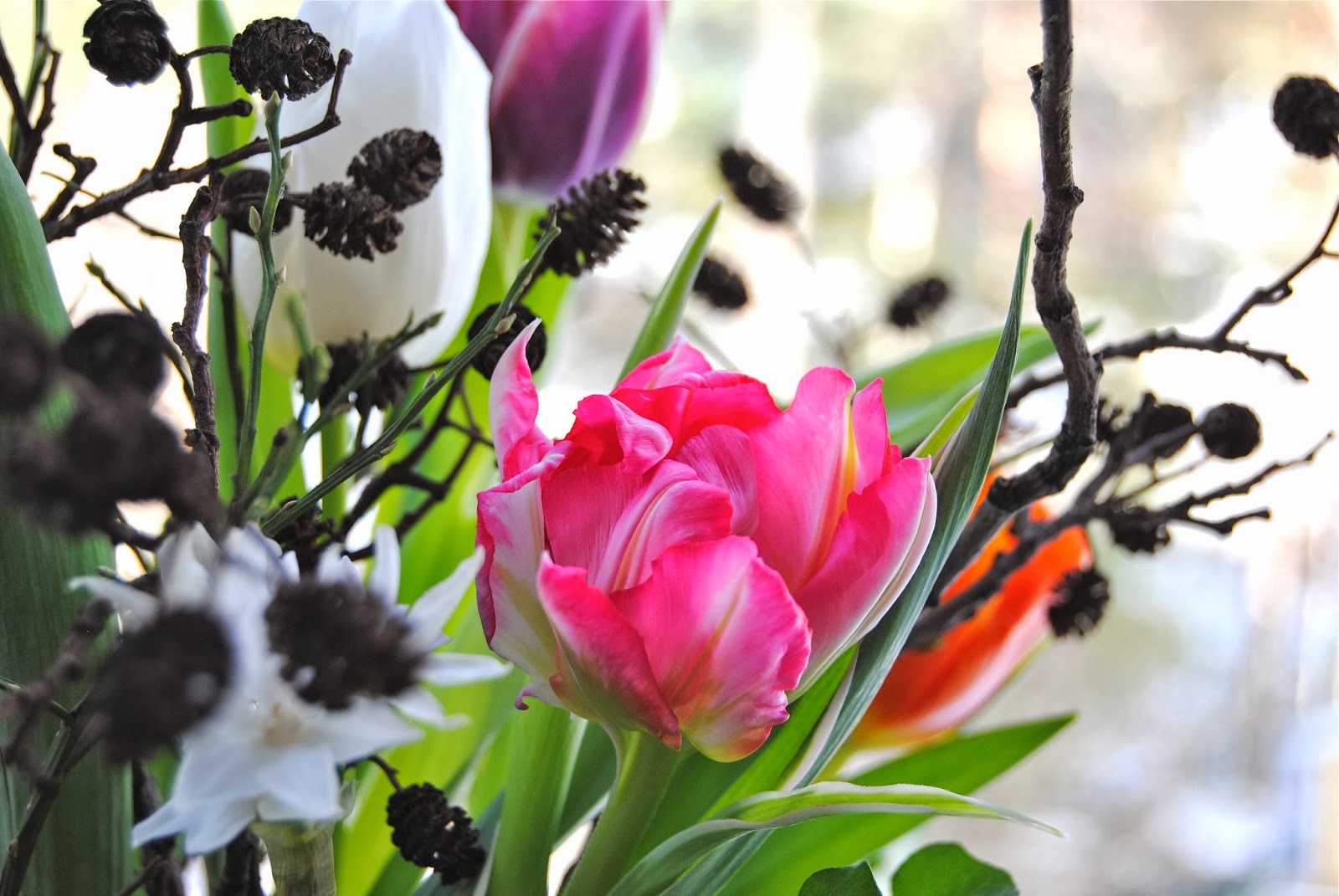 Ärligt och härligt om trädgård och natur: Tulpaner i regnbågens färger