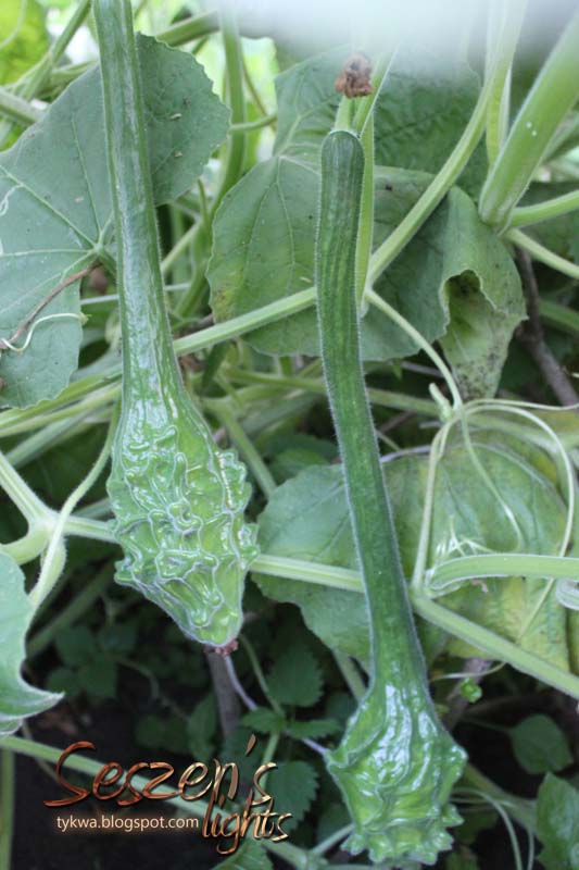 MARANKA - Seszen's Lights