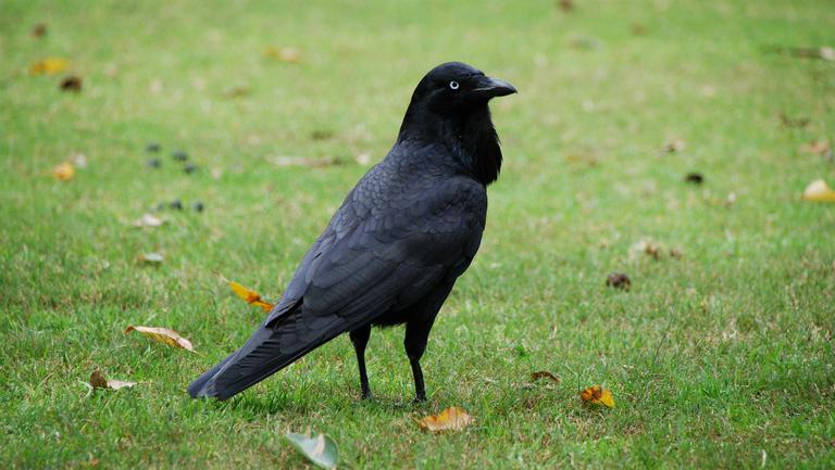 Din casuta noastra: PUI DE CIOARA