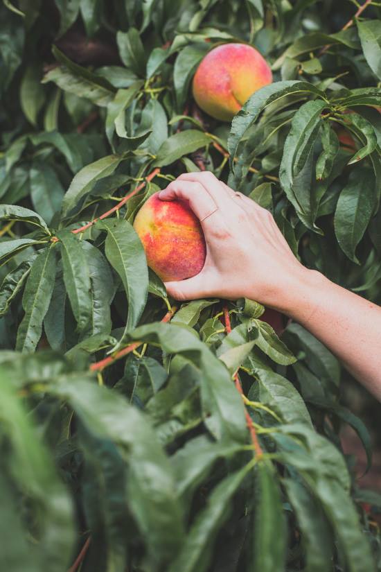 Swat Peach Farms Tour -28-07-2018