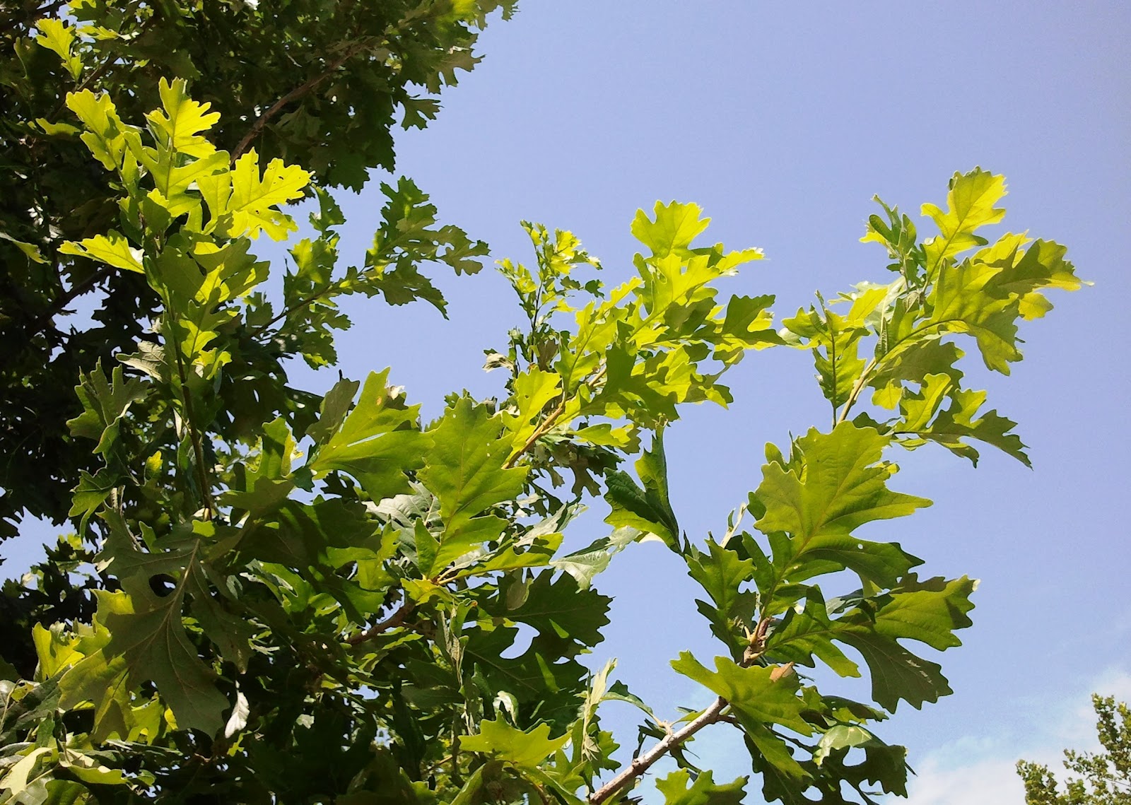 Powell Gardens' Blog: What's Up With the Oaks?