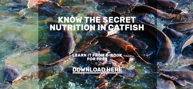Milkfish Nutrition Benefits for Your Body and Diet | Indonesia Milkfish ...