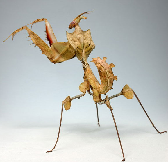 King of Mantis.(10 Pictures)