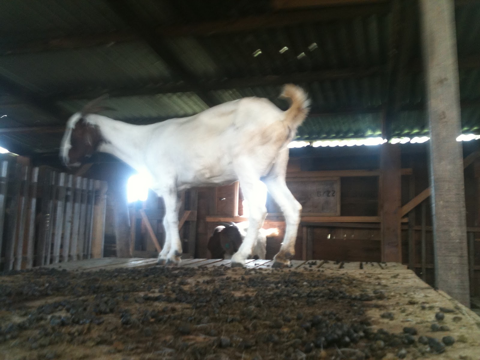 Goodie and Cheapie: Kambing / Goat For Sale Native, Boer and Anglo ...