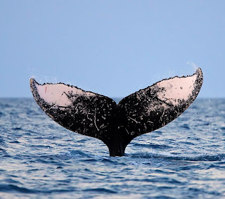 Fish Face: Whale Lab