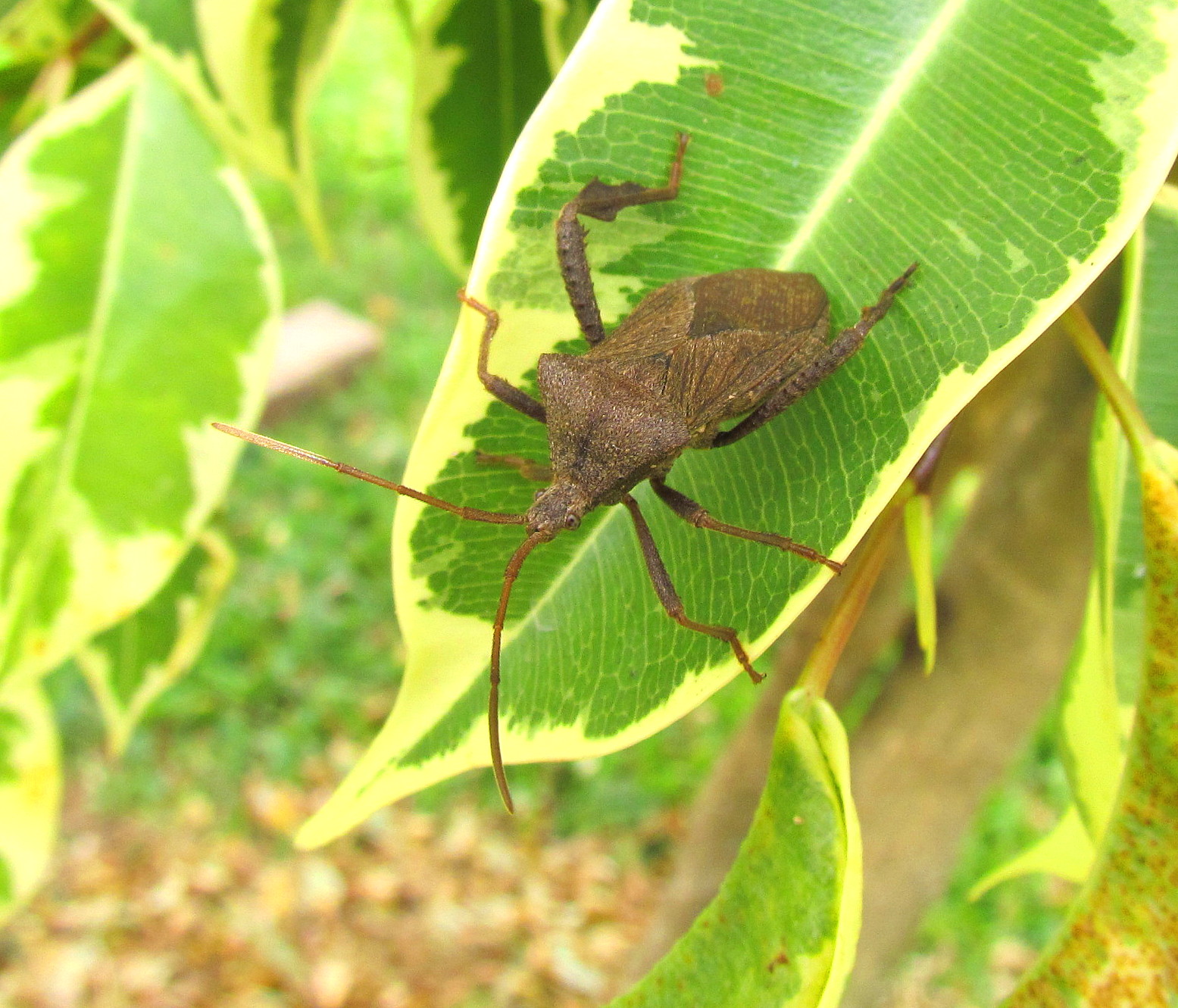 Colombia más que biodiversidad: algunos insectos
