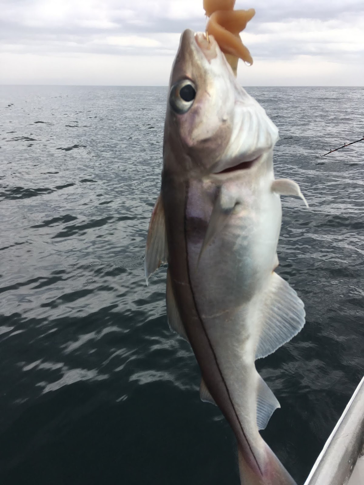 Nerdy Angler: Spring Saltwater Fishing