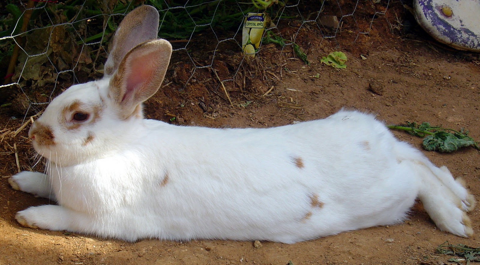 Fairy Castle Farm: Bunny Care and Rare Old English Spot/Butterfly Bunnies