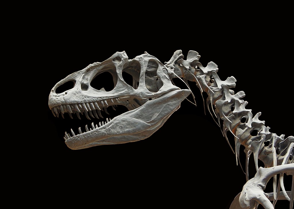 Skeleton cast of Allosaurus