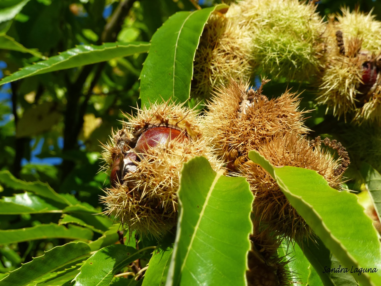 Conoce "nuestro" Bierzo: PRODUCTOS TÍPICOS: LA CASTAÑA