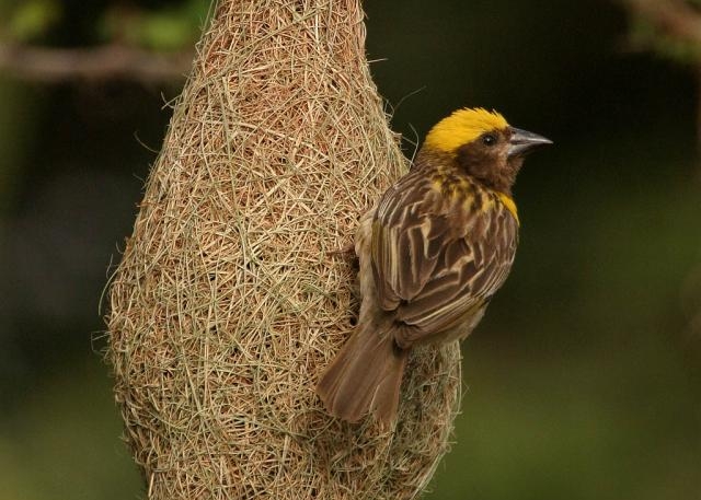 Baya Weaver: Amazing Indian Weaver Bird known for Artistic Nests | Most ...