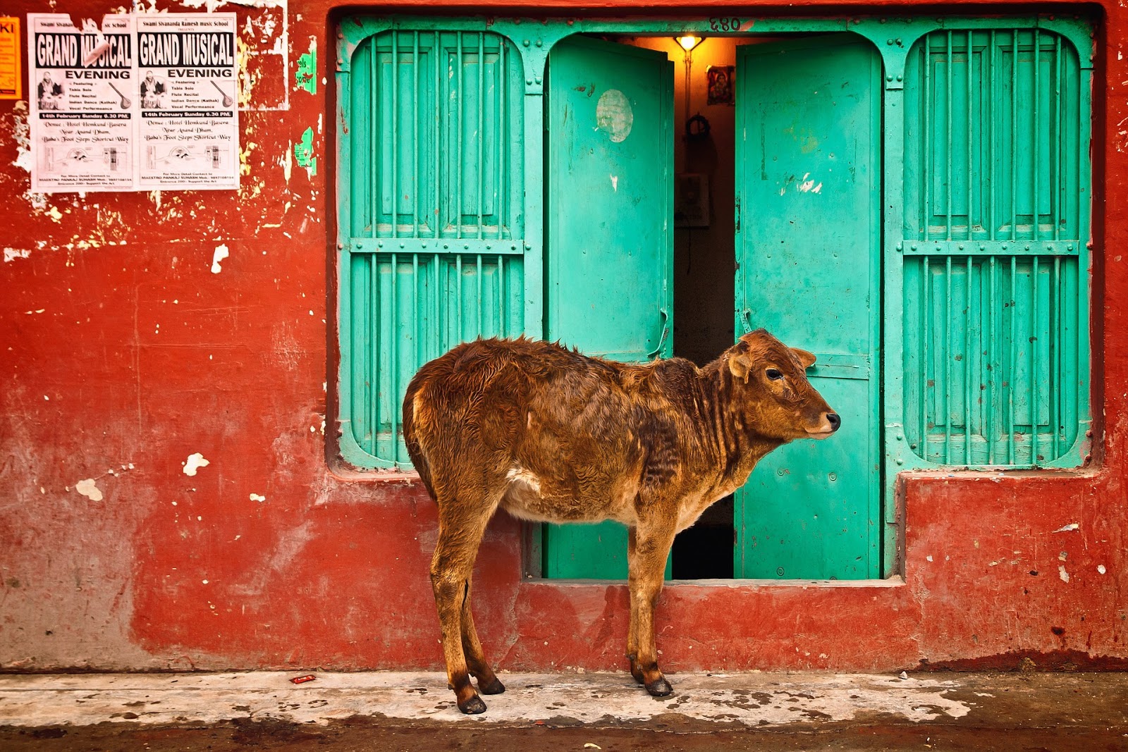 Ayurveda Tutorials: Why Are Cows Sacred In The Vedic Culture?