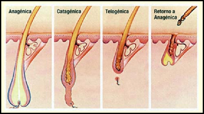 Secretitos de belleza: La caída del pelo