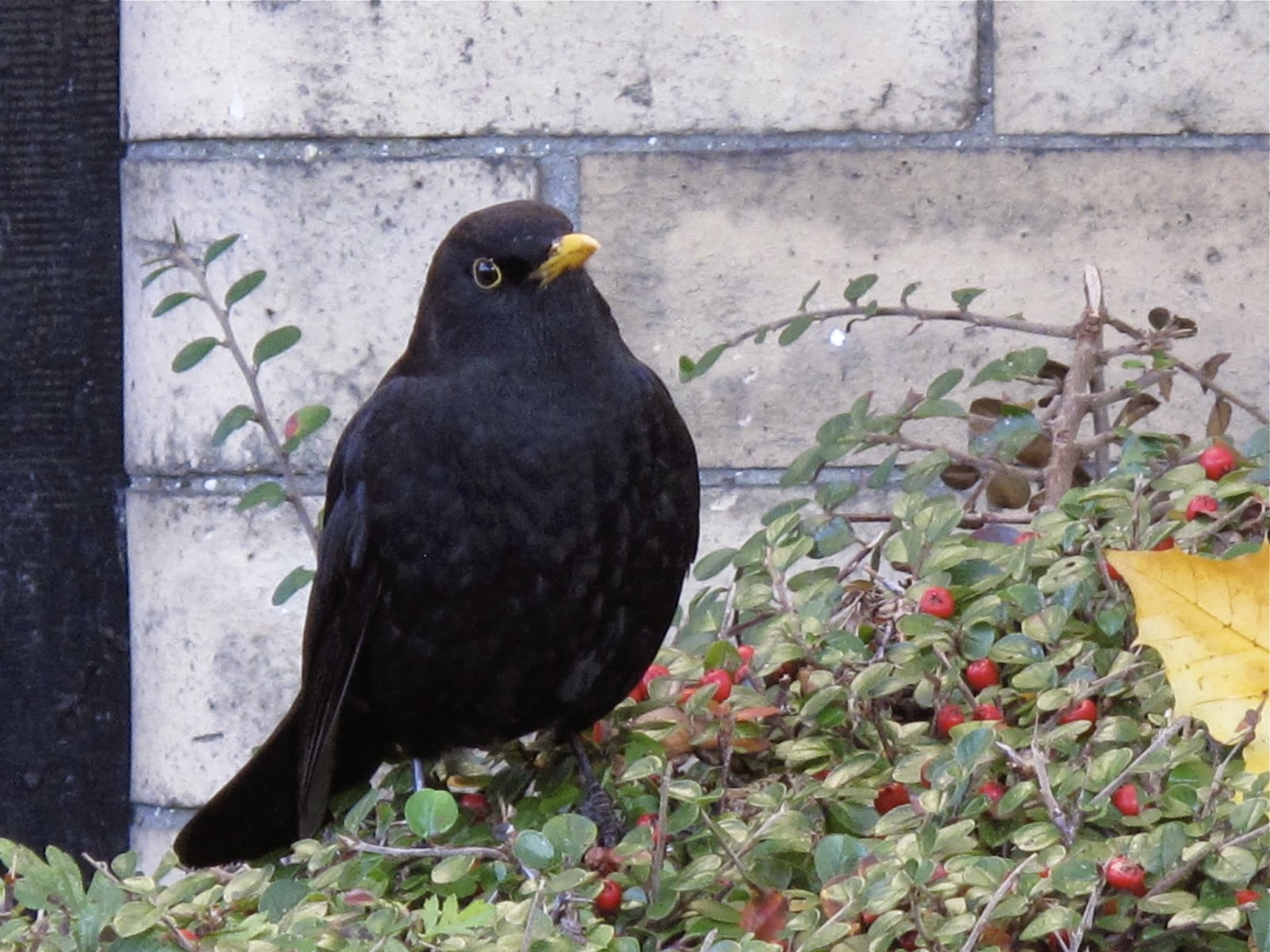 The Rattling Crow: The bill of the blackbird