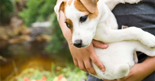 TIPS PARA MASCOTAS: ¿Cómo saber si mi perro tiene lombrices? CLÍNICA ...