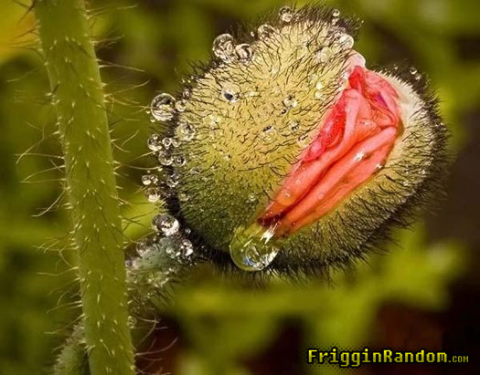 funny flowers : Free Funny photo