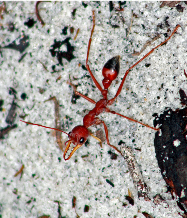 Susan A Eames - Travel, Fiction and Photos: Insect Mini-Series: GIANT ...