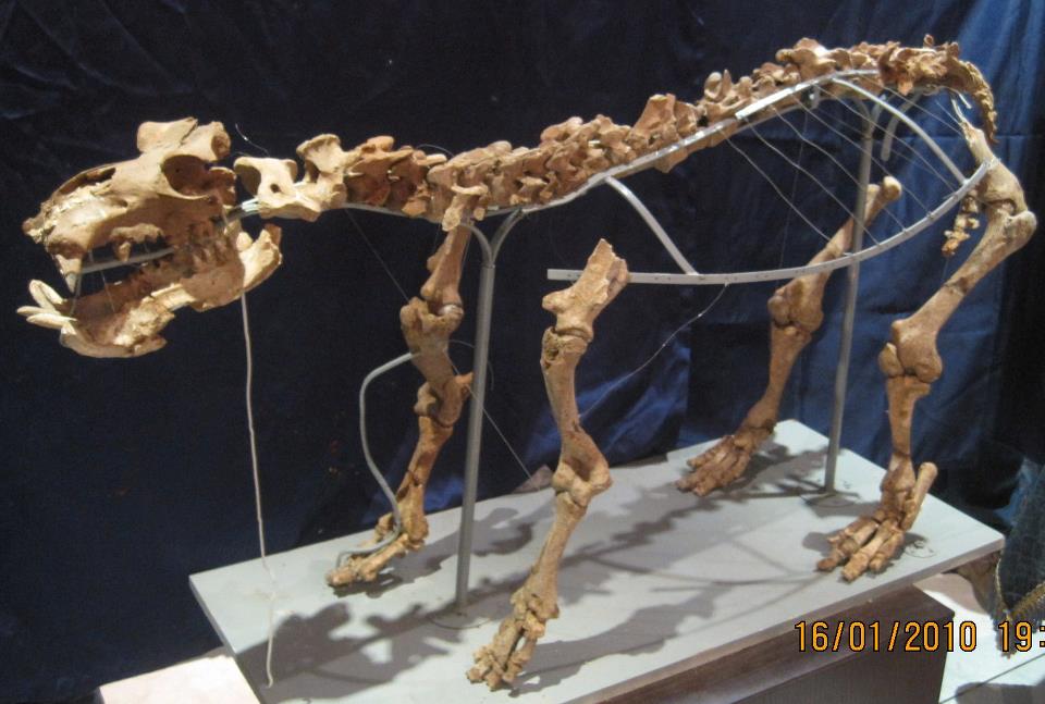 Biodiversity of Cyprus by NGO Protection of the Natural Heritage and ...