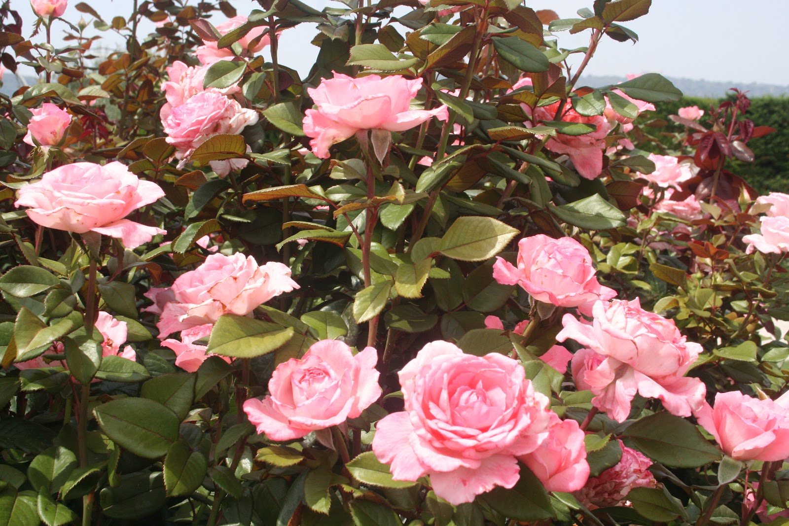 Gardens of Earthly Pleasures: Villa Ephrussi de Rothschild, Part 1 ...