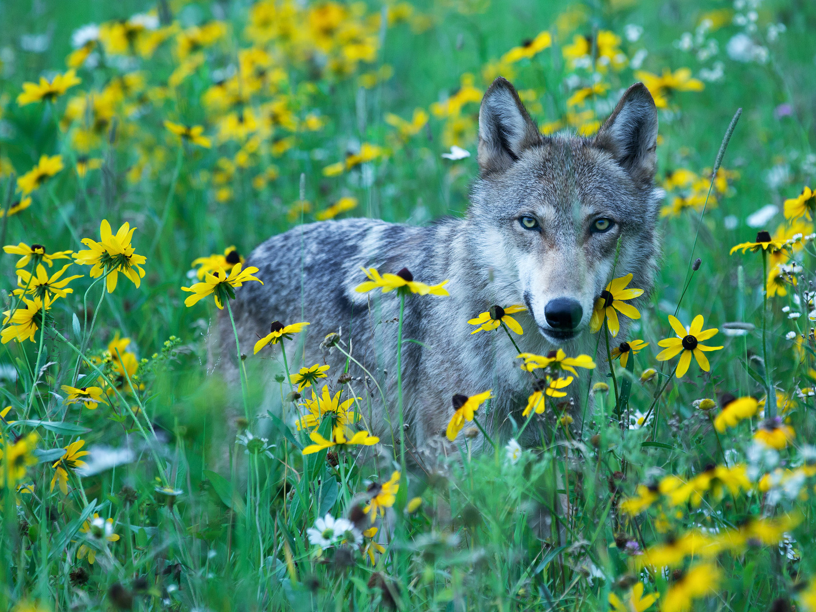 Fotografías de feroces lobos en campo natural