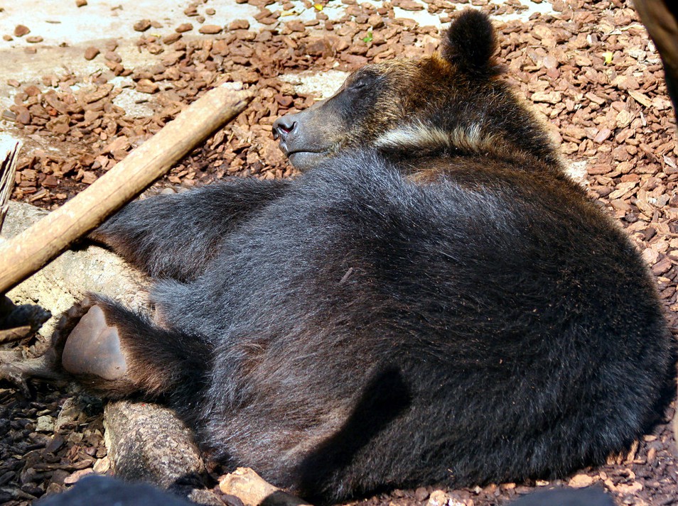 Abe's Animals: Japanese black bear