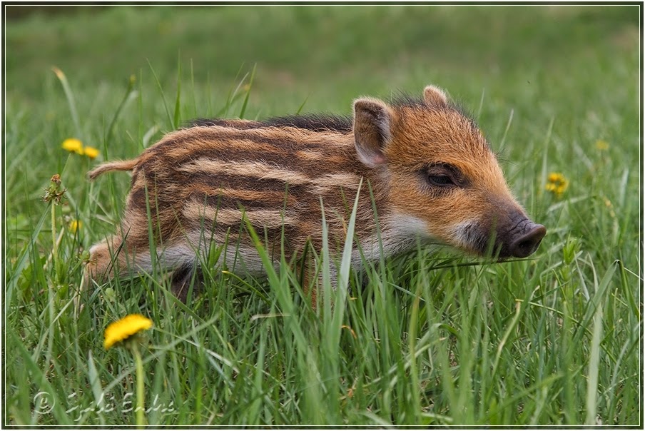 fotónapló: Malacka
