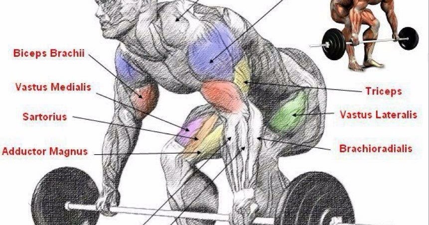 The Best Exercises to Include In Your Muscle Building Routine ~ Top 10 ...