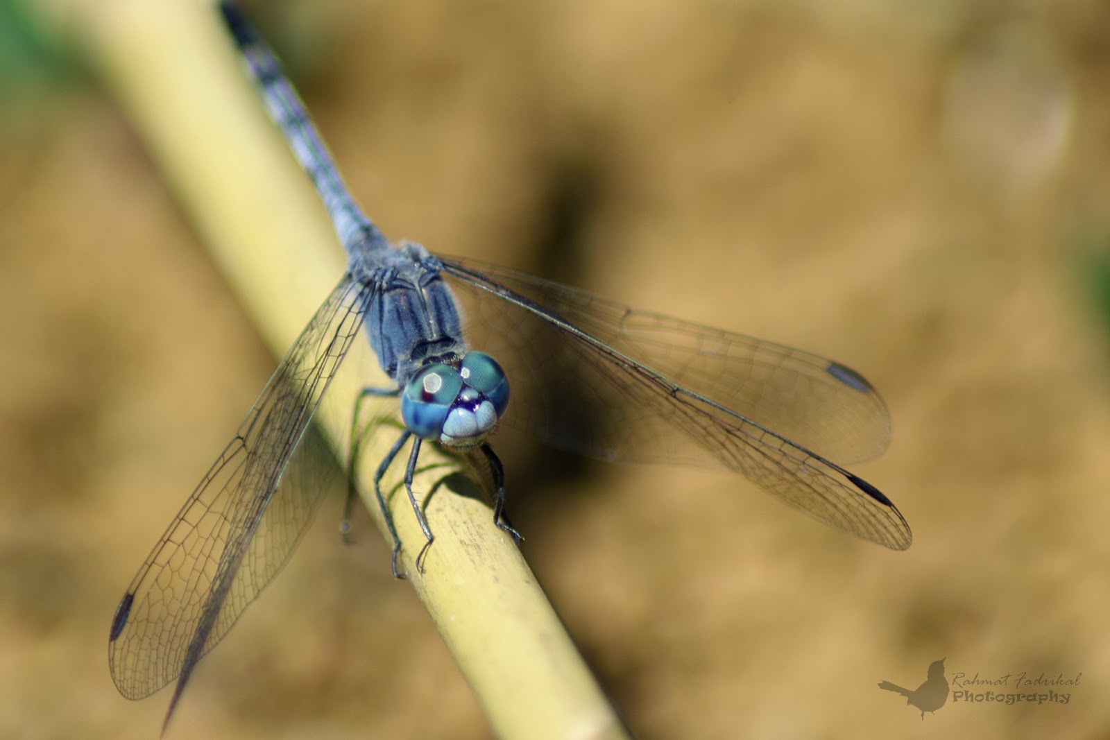 WildLife Photography