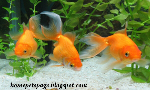 Home Pets Page: Goldfish as Home Pets