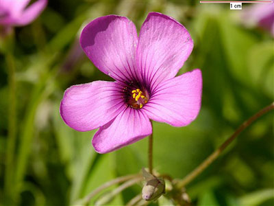 APRENDIENDO A CLASIFICAR LAS FLORES Y SUS TIPOS