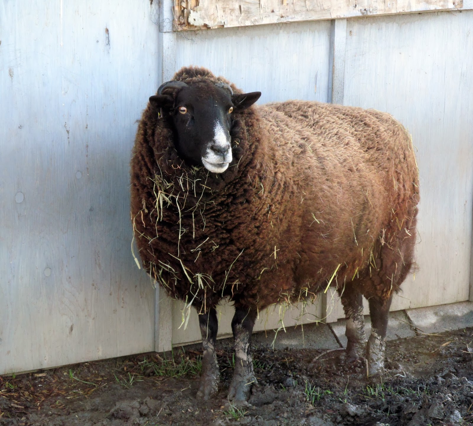 Trampled by Geese: Black Welsh Mountain wool