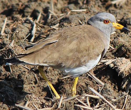 Grey-headed lapwing photos | Birds of India | Bird World