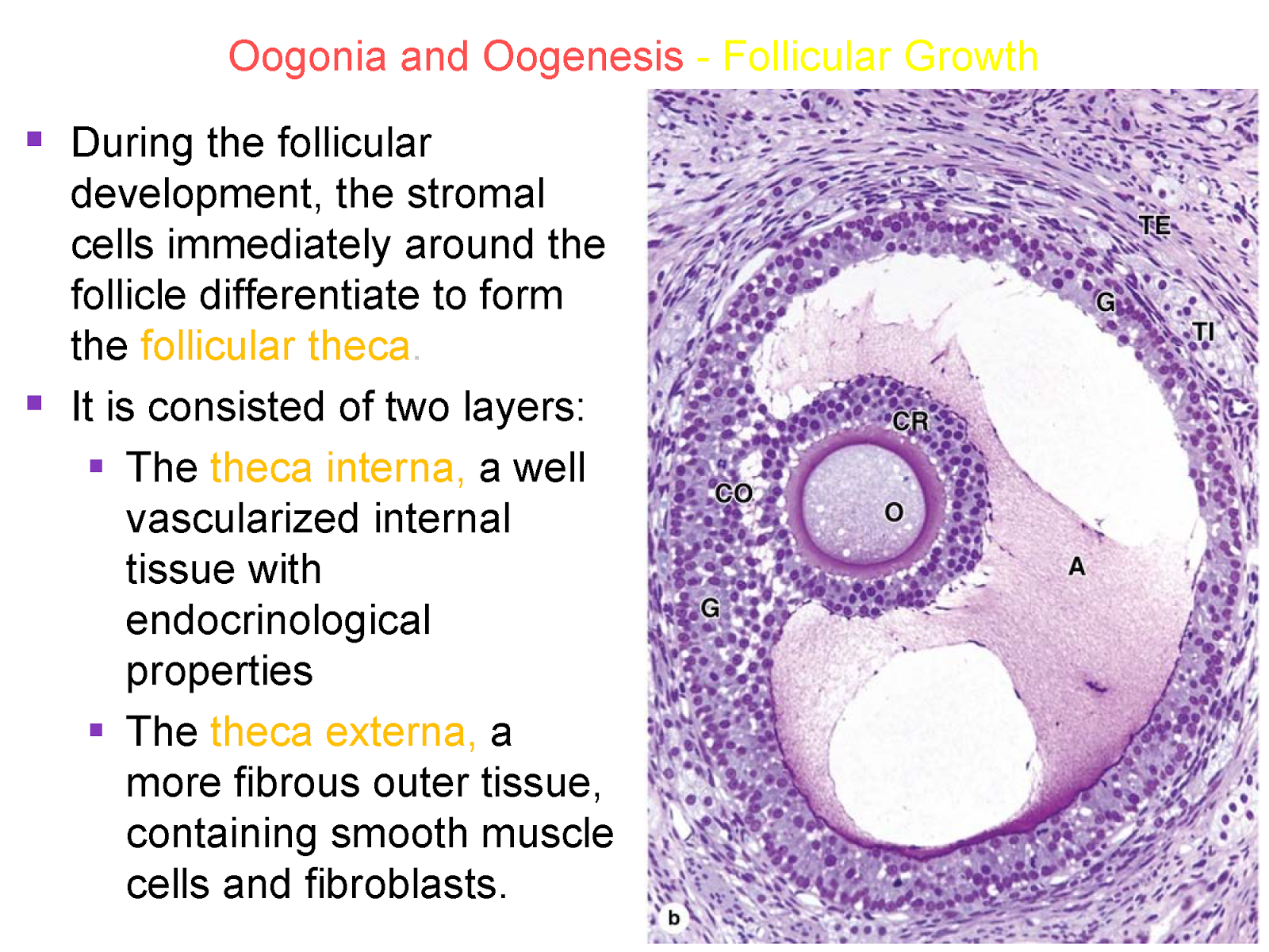 histoloji-embriyoloji notlarım: OOGONIA & OOGENESIS & FOLLICULOGENESIS