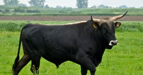 Just a Curmudgeon: The Bulls of Bashan