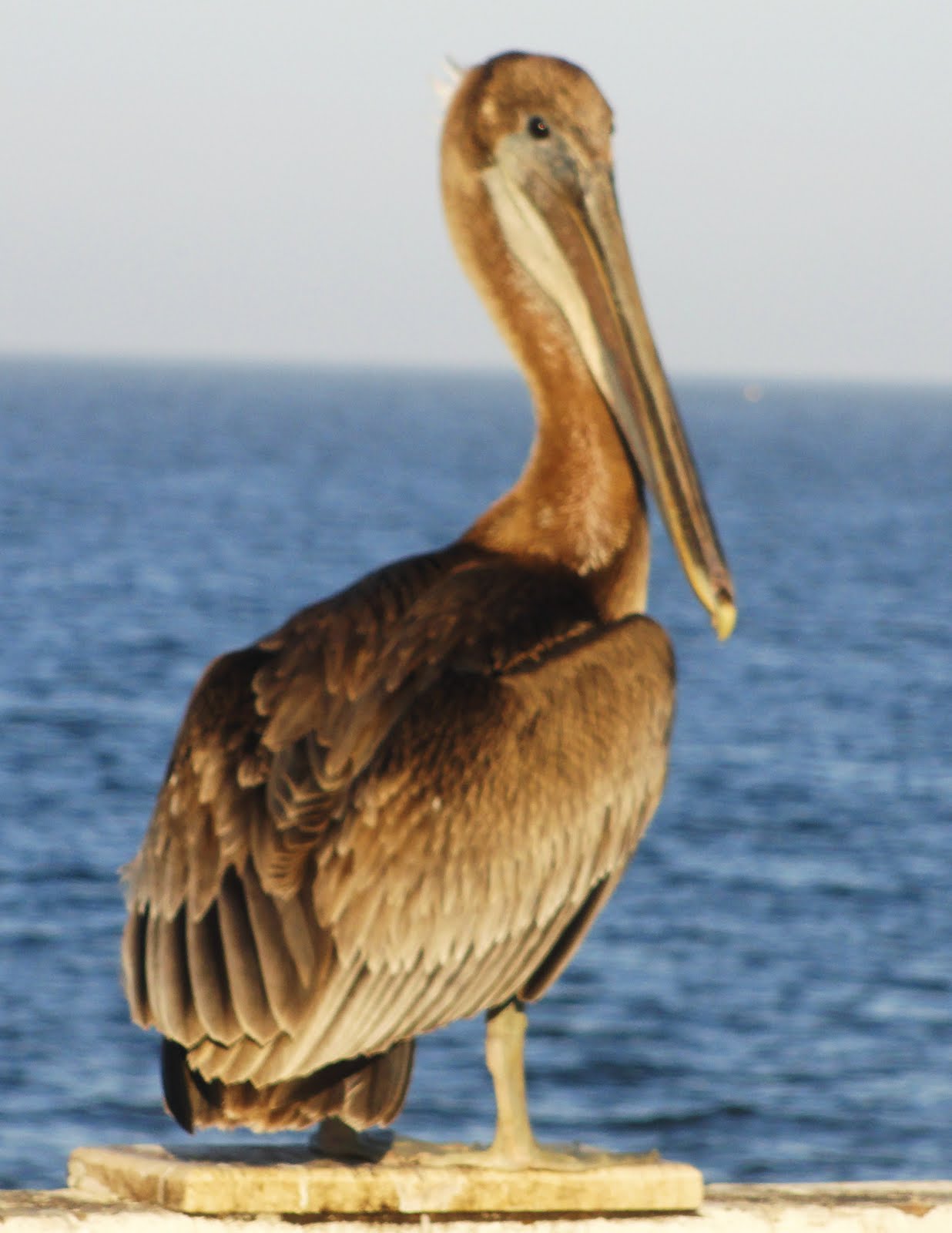 Eye Candy for the Famished: Brown Pelicans - Pelecanus occidentalis ...
