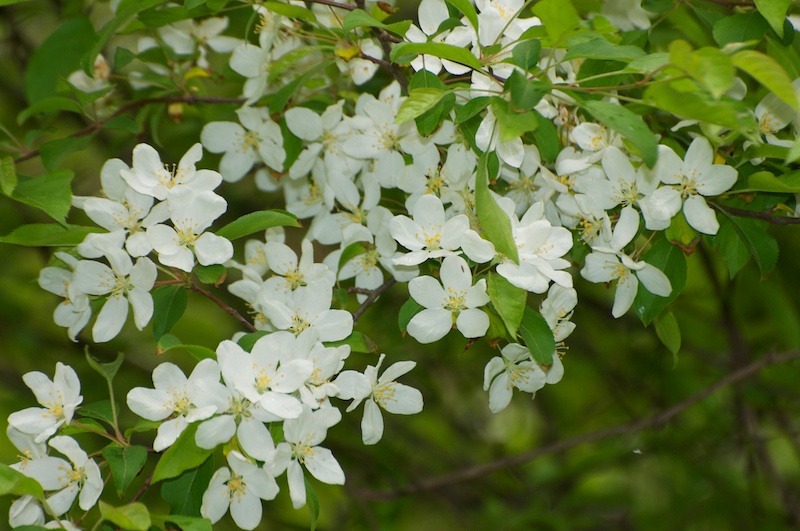 A Wandering Naturalist: Ontario: Spring in Mississauga