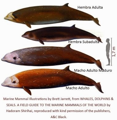 Crónicas de los Reinos del Mar: Un zifio en el mar Tirreno. Su cruda ...