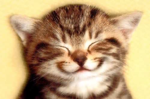 Cat in the world: Do cats smile?