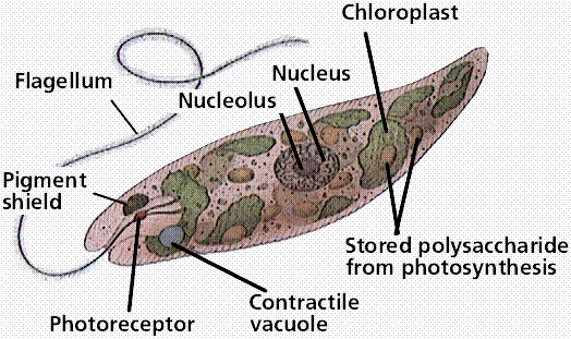 physiological Informations: AUTOTROPHIC NUTRITION