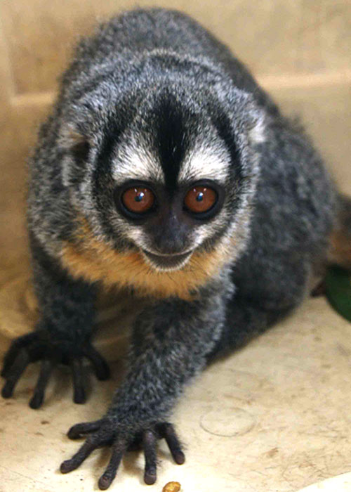 FUNDACIÓN PAZANIMAL